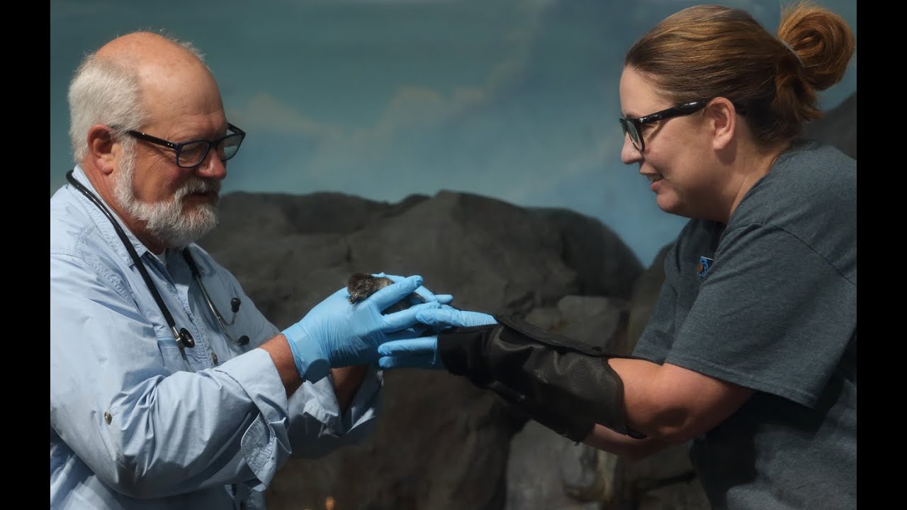 One of Our New Penguin Chicks Gets a Check-Up! - YouTube