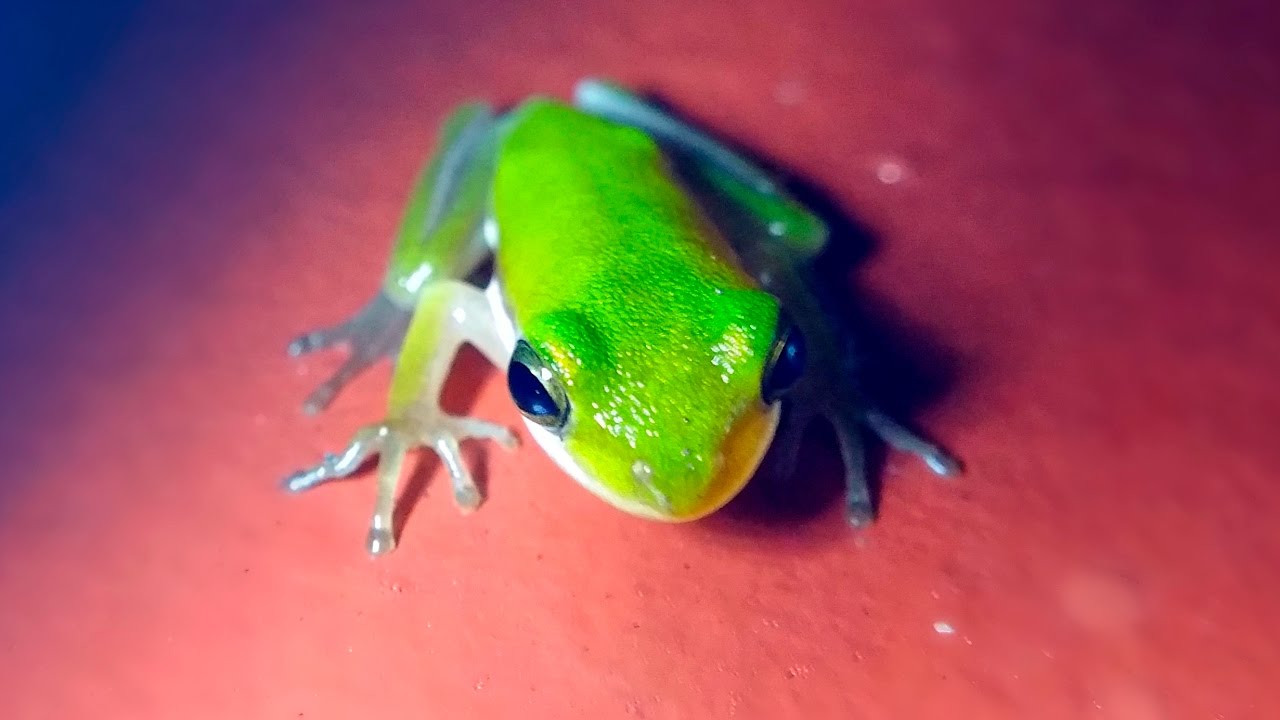 Green Tree Frog Baby - Macro 4K - YouTube