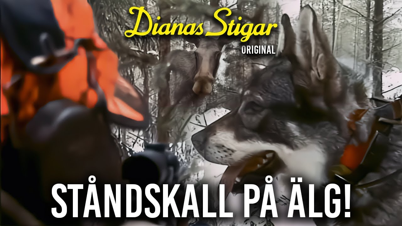 Ståndskall på älg (Dianas Stigar Original) - YouTube