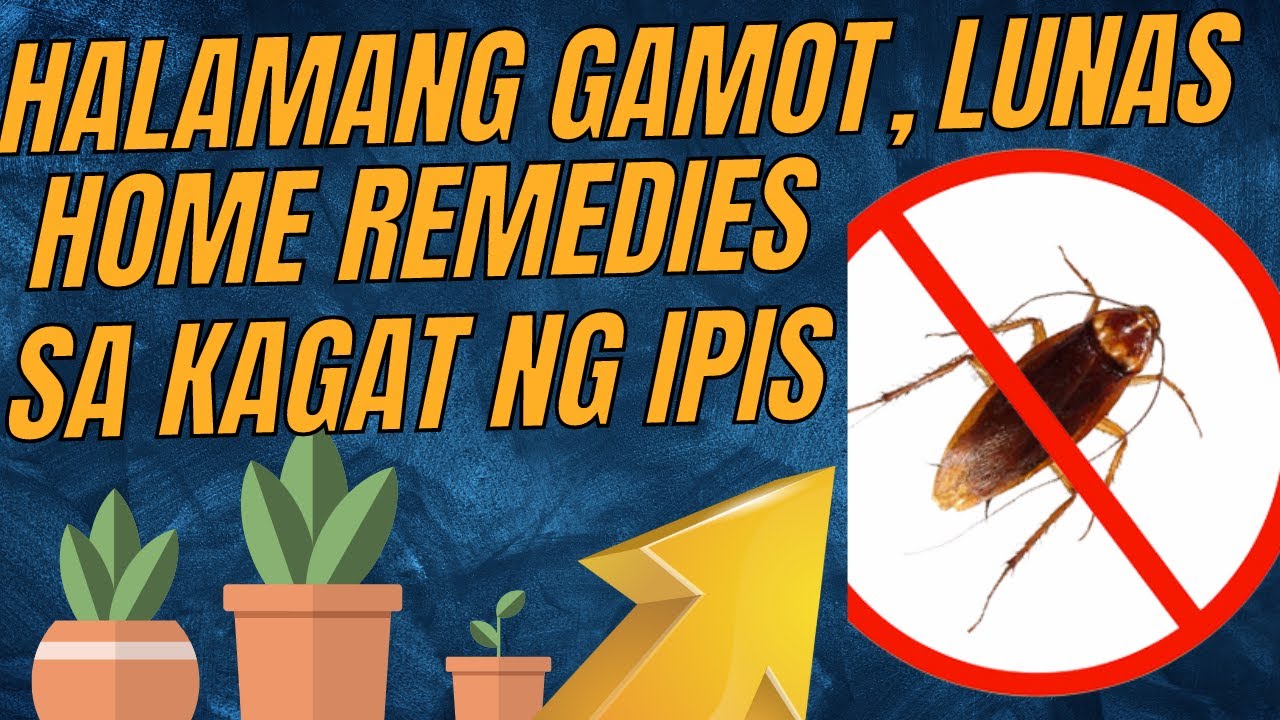 HALAMANG GAMOT O LUNAS AT HOME REMEDIES SA KAGAT NG IPIS | PAANO ...