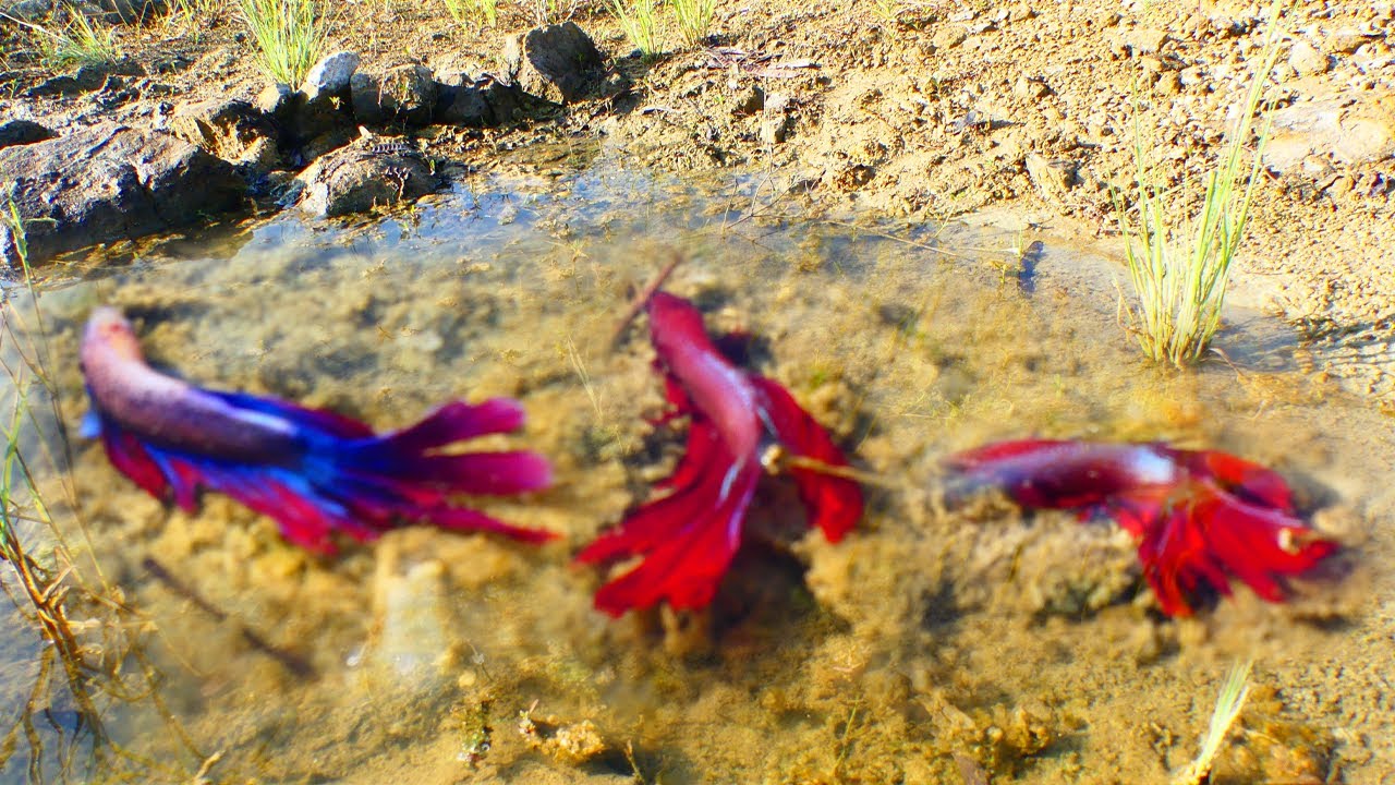 amazing finding! found a lots color beautiful fish catch for raising ...