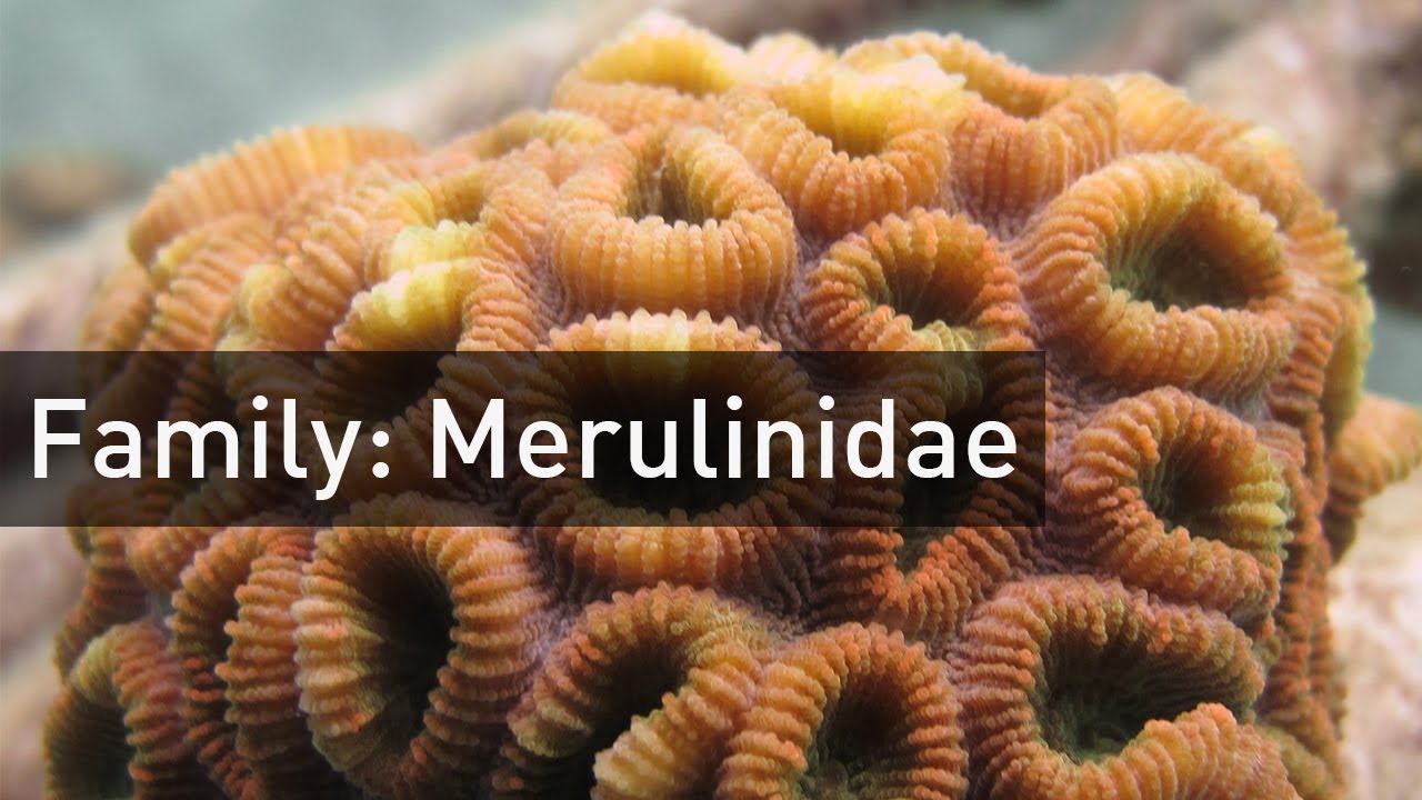 The Merulinidae Family of Corals, with Elouise Haskin - YouTube