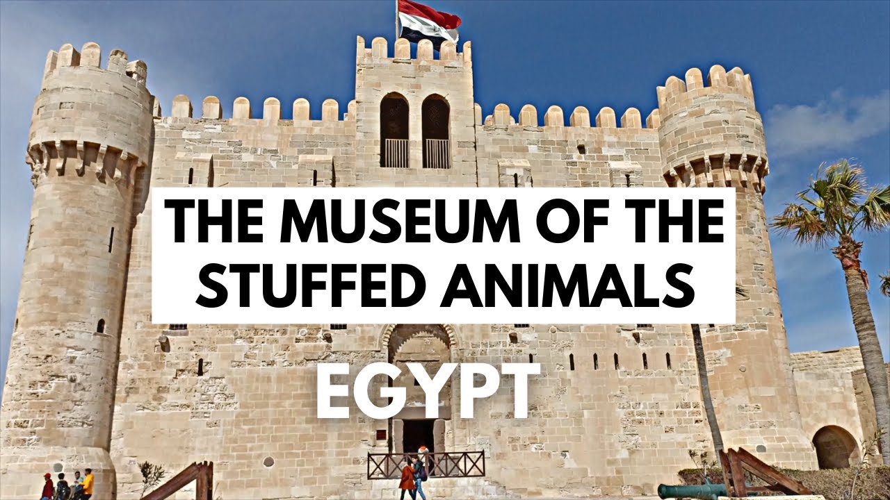 EGYPT: The Museum of the Stuffed Animals | The Citadel of Qaitbay - YouTube