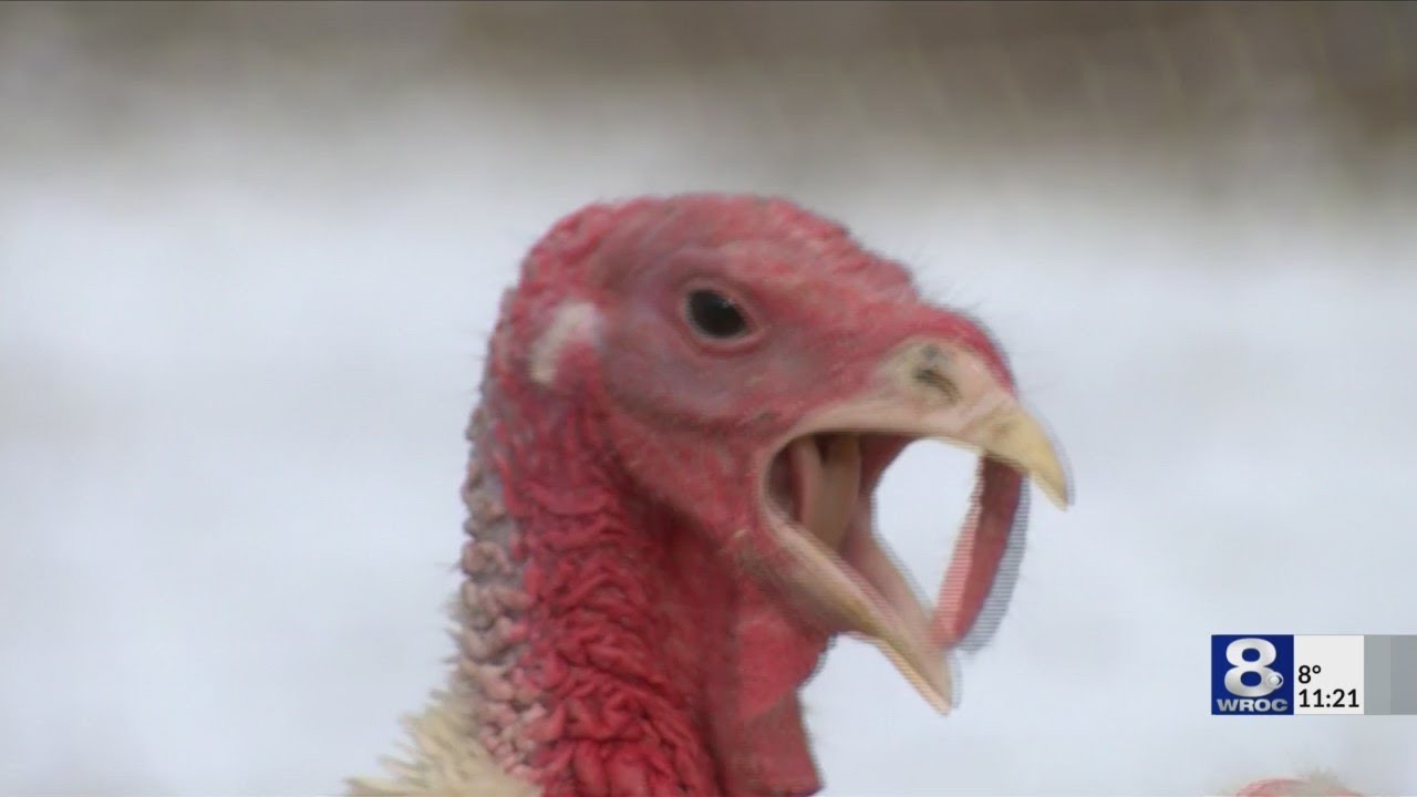 Adam Interviews Turkey Farmers - YouTube