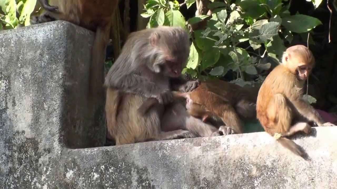Urban Monkeys in Kathmandu - YouTube