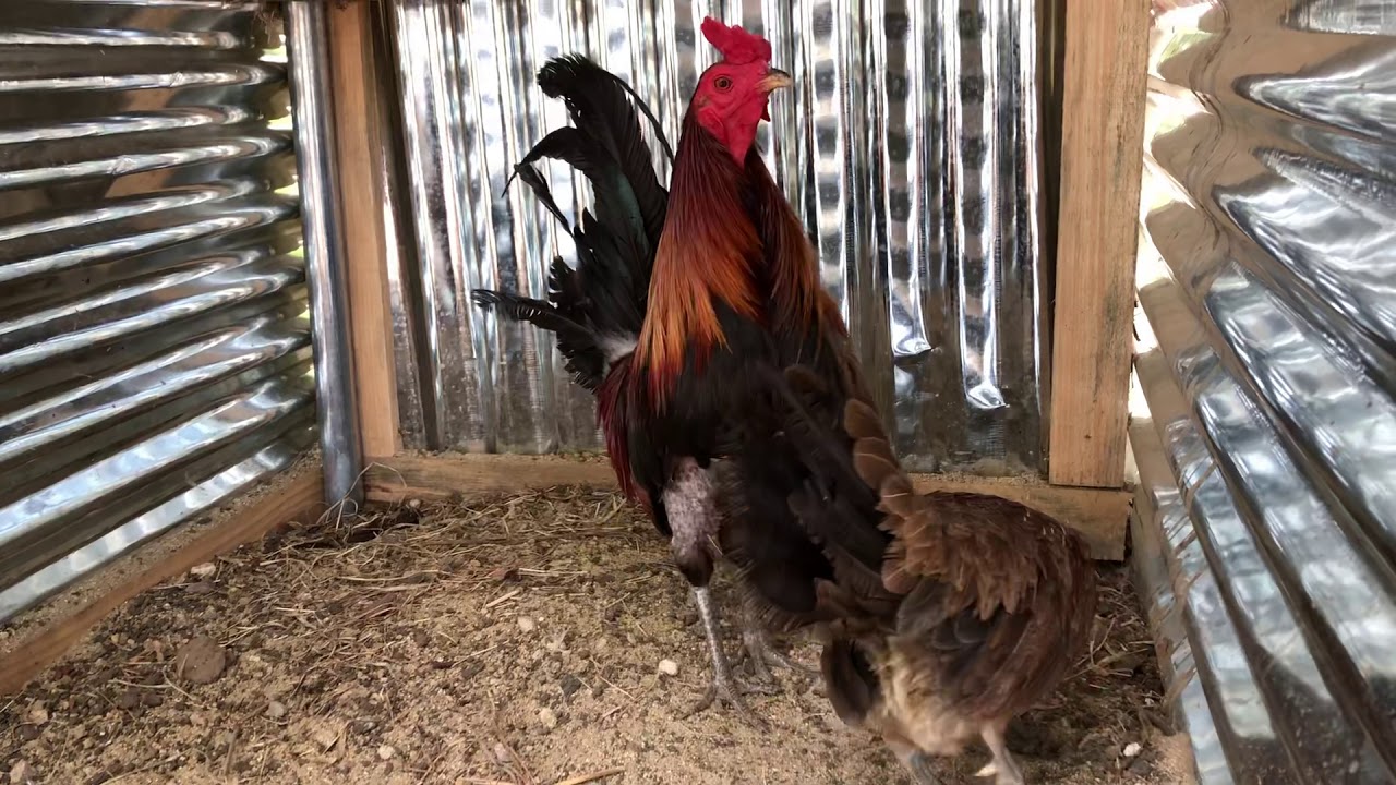 My pure Billy Ruble Hatch. - YouTube