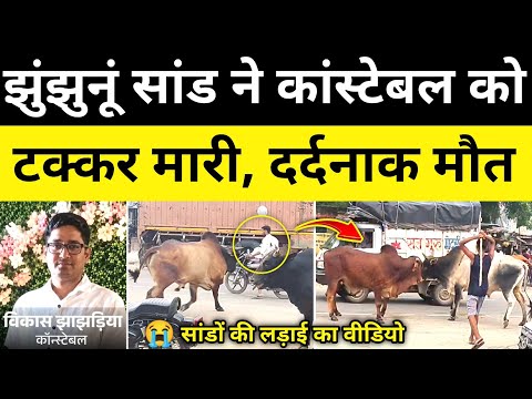 झुंझुनू कांस्टेबल ड्यूटी जाते सांड भिड़ंत झुंझुनूं राजस्थान समाचार Jhunjhunu Rajasthan News