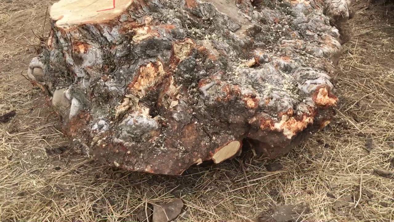 Stabilized Buckeye burl , whole burls also available - YouTube