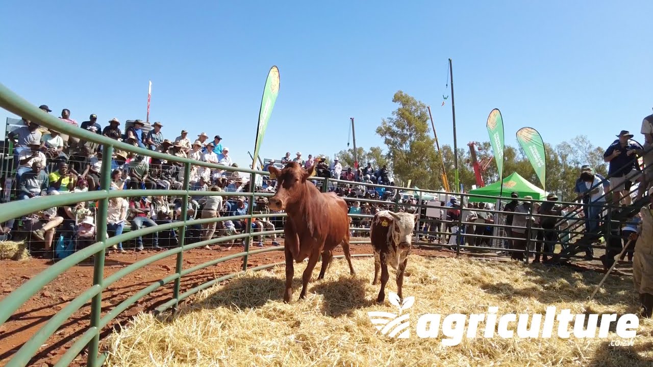 🌟 Historic First: Zimbabwe National Indigenous Breed Sale at ADMA ...