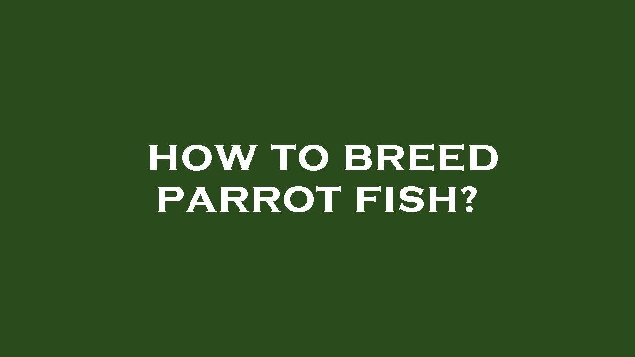 How to breed parrot fish? - YouTube
