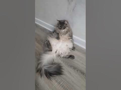 айкью - YouTube