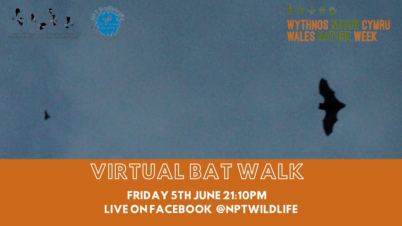 Virtual Bat Walk Wales Nature Week 2020 - YouTube
