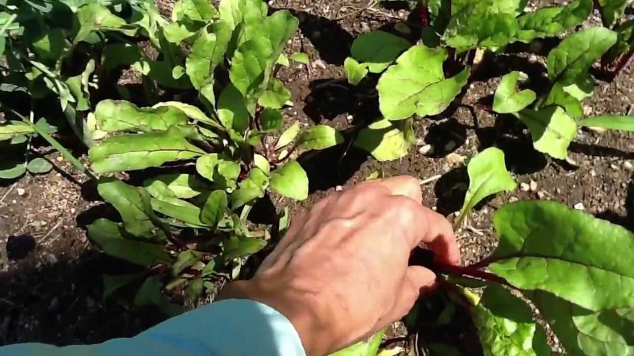 Thinning Beets - YouTube