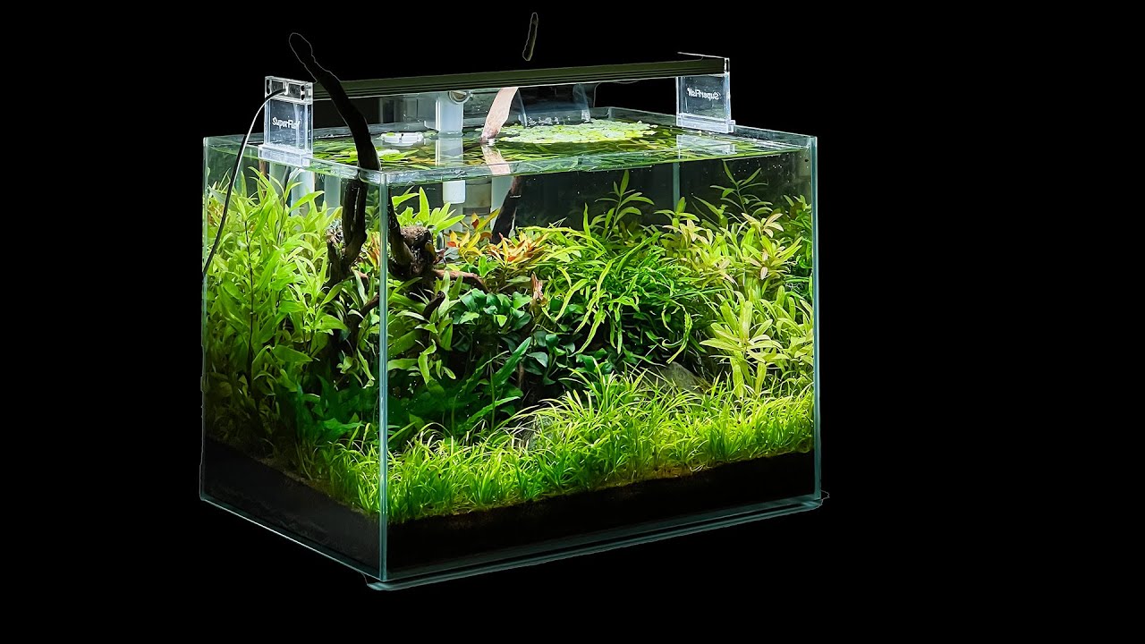 Aquascaping Planted Aquarium