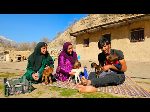 Exciting birthday day for the goats 🐐🔥Bathing, cooking pasta, and dragging sand with a tow rope