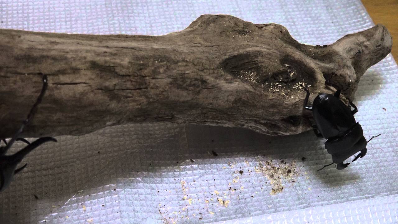ダイオウヒラタクワガタ対キロンオオカブト(コーカサスオオカブト）①/Dorcus bucephalus VS Chalcosoma ...