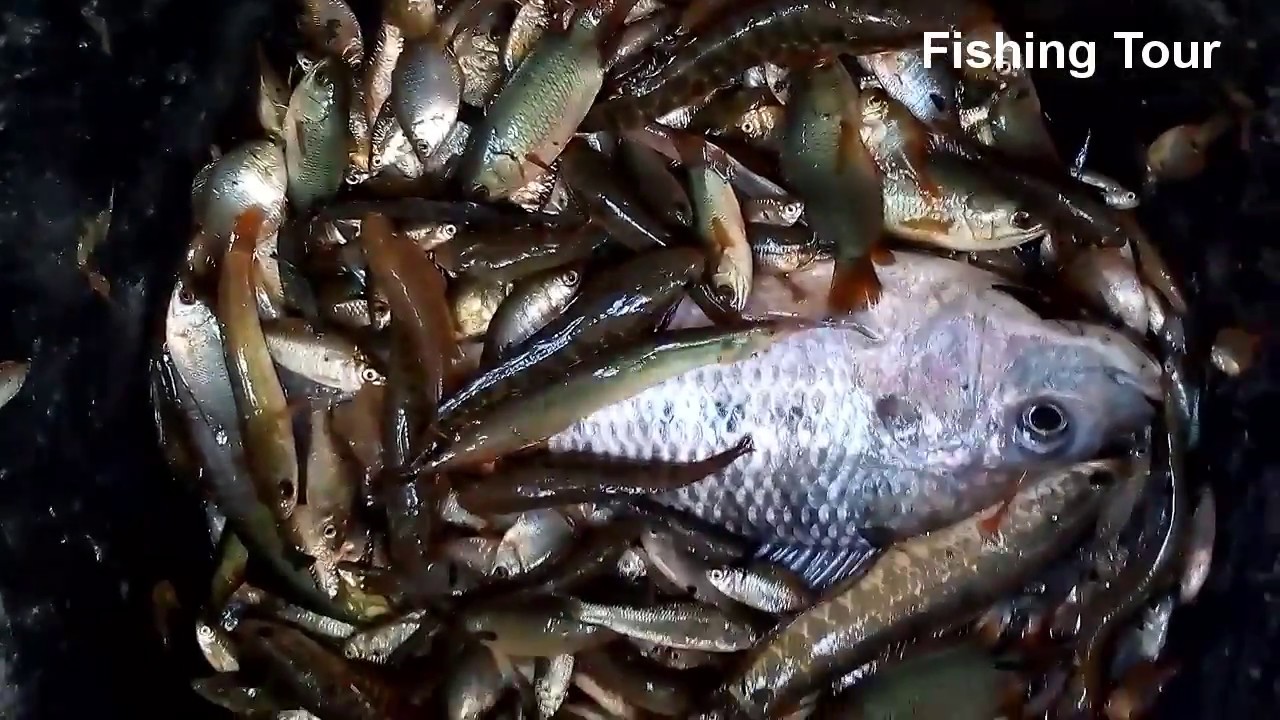 Amazing! See How Bangladeshi Village People Catch Fish In The Canal ...