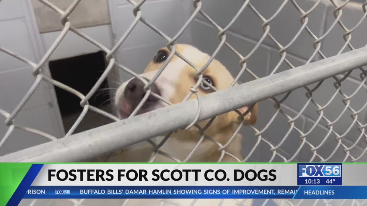 Fosters needed for Scott County dogs, humane society to pay expenses ...
