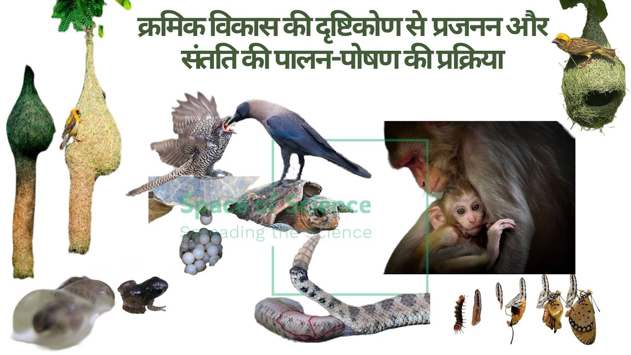 EVOLUTIONARY ASPECTS OF REPRODUCTION AND PARENTAL CARE IN ANIMALS l ...