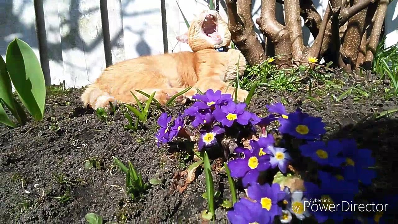 Garfield loves spring! - YouTube