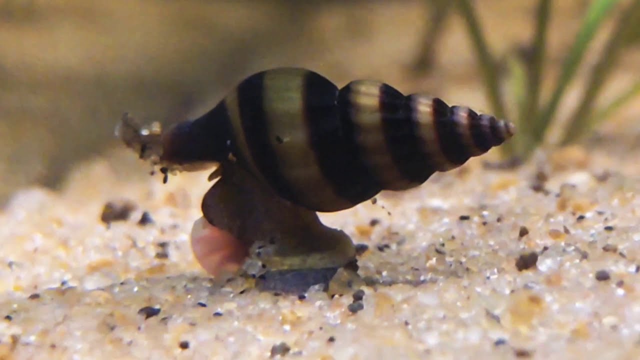 ASSASSIN SNAIL Hunting Ramshorn Snail | Time-lapse video - YouTube