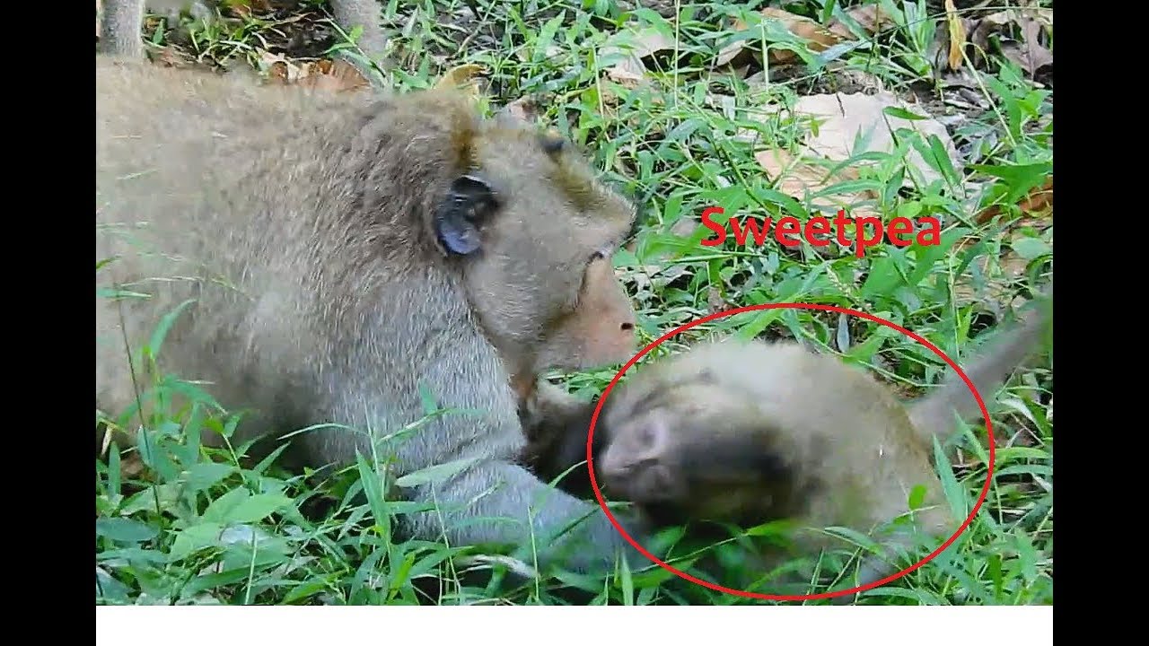 So Pity !!! Why Big Monkey Bite Waving Up Sweet pea Monkey Like this ...