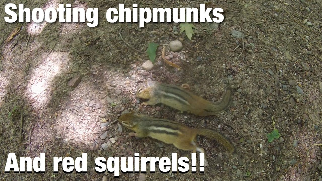 Shooting chipmunks and red squirrels w/ the Gamo pellet gun - YouTube
