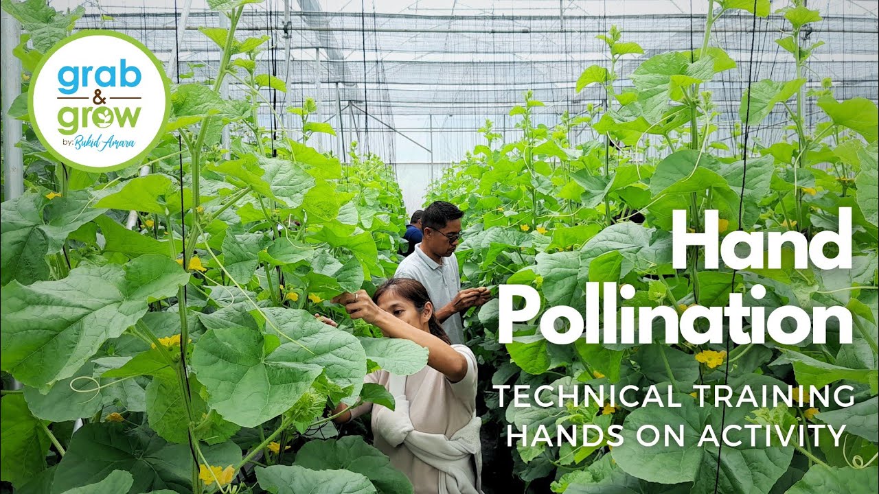 Grab&Grow | 2nd Day Melon Hand Pollination Activity - YouTube