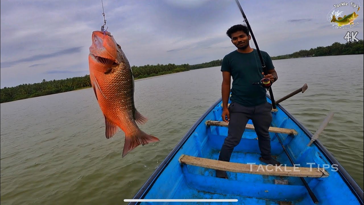 Mangrove Jack Snapper on Crazy Shrimp #Kerala reviver fishing video 🎣 ...
