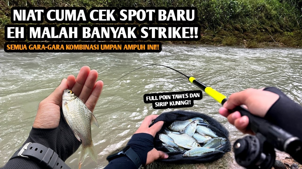 FULL POIN TAWES DAN SIRIP KUNING DI SPOT BARU!! Mancing wader dan putihan pakai teknik kumbul ...