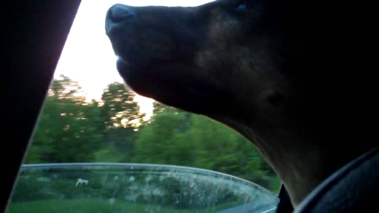 My Dog Apollo Lips Flapping in the Wind - YouTube