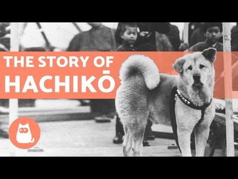 The EMOTIONAL Story of HACHIKO: The faithful dog 🐶