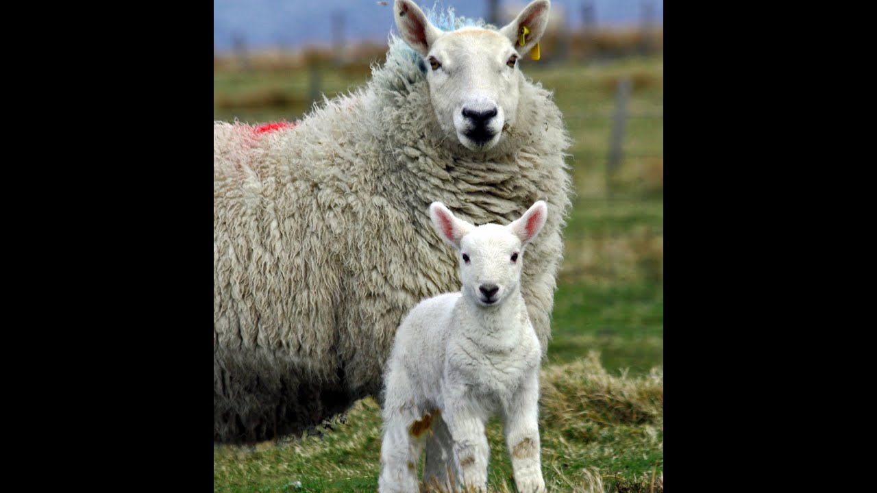 Cheviot, New Zealand - YouTube
