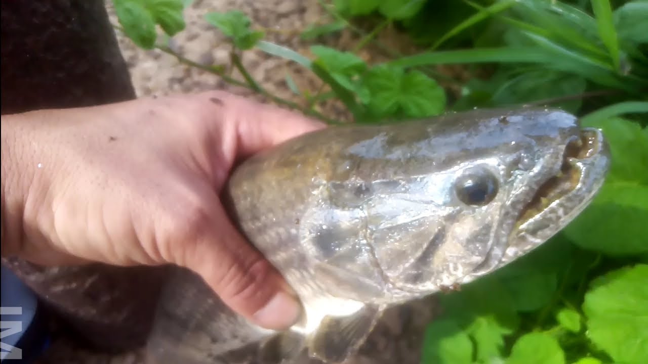 la primer tarucha del canal y con devolución para que siga creciendo ...