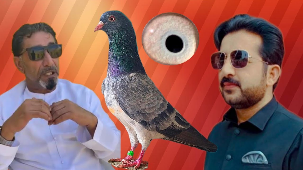 ustad Ahmed Qambar of UAE ki chat se pigeons - YouTube