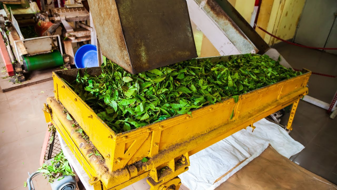 Tea Manufacturing Process | Red Label Tea Factory | Tea Making Factory ...