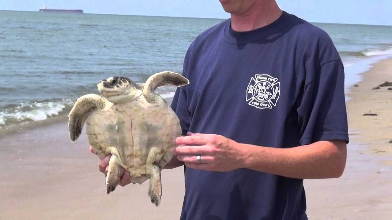 Sea #turtle catching-fishing and releasing on VA beach - YouTube