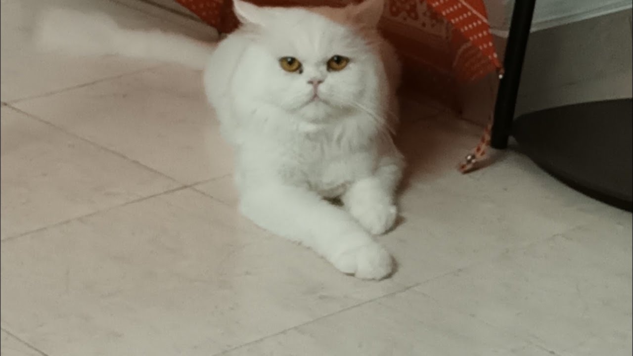 The louder the cat, the cuter it is - YouTube