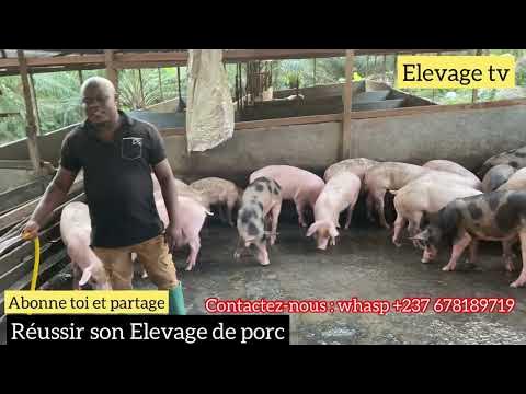 Réussir votre élevage de porc , comment éviter les maladies - YouTube
