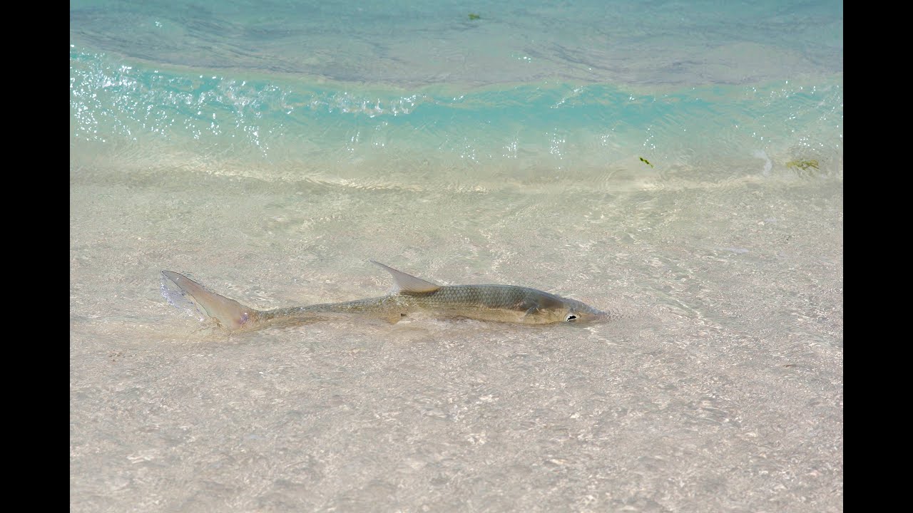 BONEFISH ON THE FLATS - YouTube