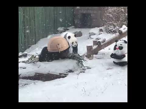 BAMBOO AND DUNDUN PLAYING WITH REAL BAMBOO PANDA 🐼 || BAMBOO PANDA ...