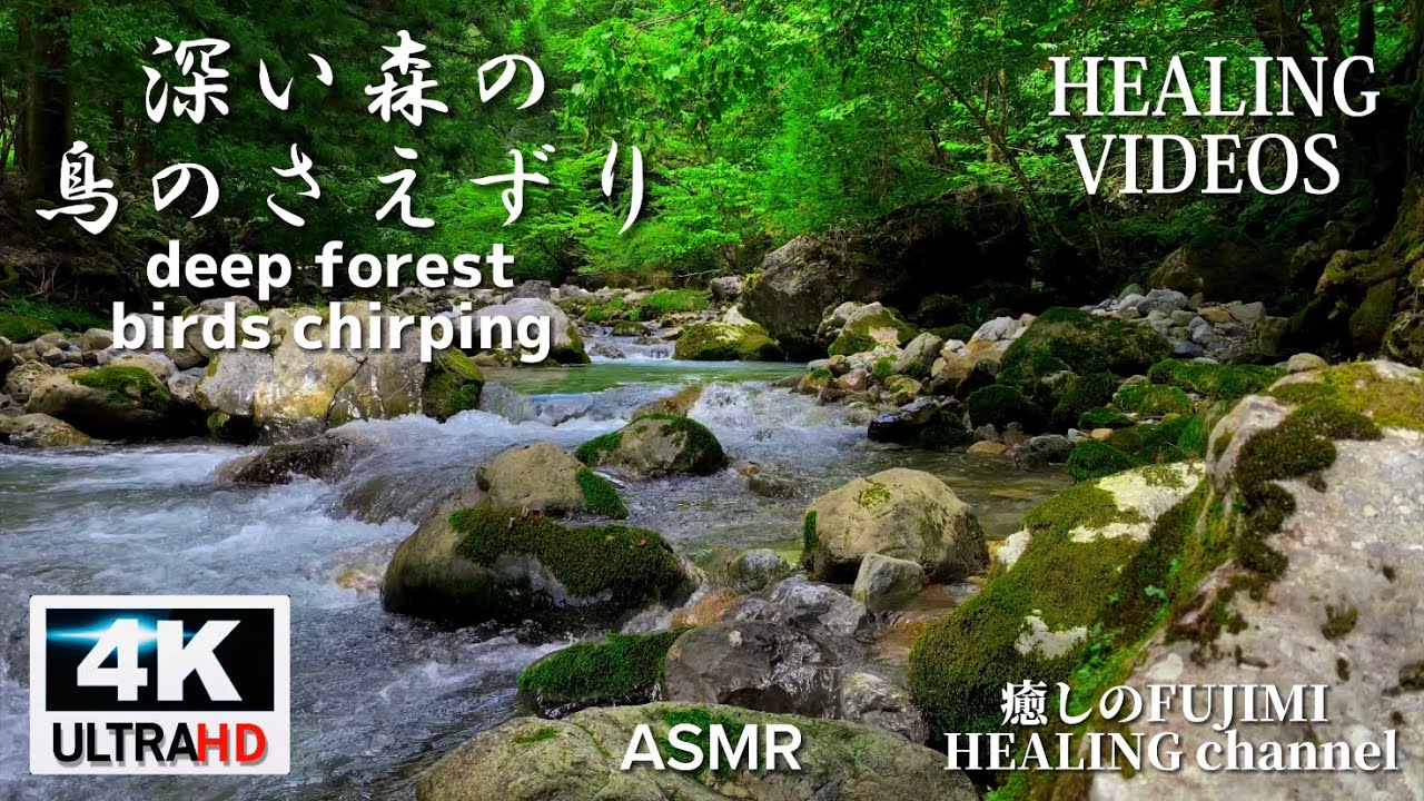 癒し【4K】【ASMR】深い森の鳥のさえずり。deep forest birds chirping。@fujimi-healing - YouTube