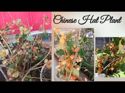Holmskioldia Sanguinea// chinese Hat Plant , Chinaman's Hat, Parasol ...