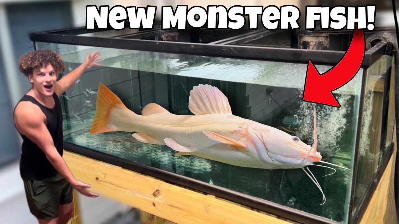 Buying RARE Monster FISH for My AQUARIUM! - YouTube