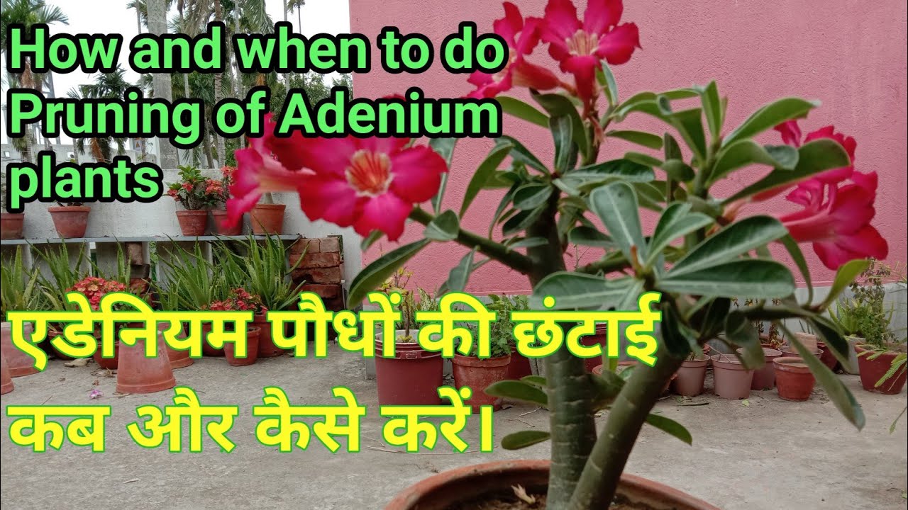 Adenium plants pruning/when, why, and how to prune Adenium plants - YouTube