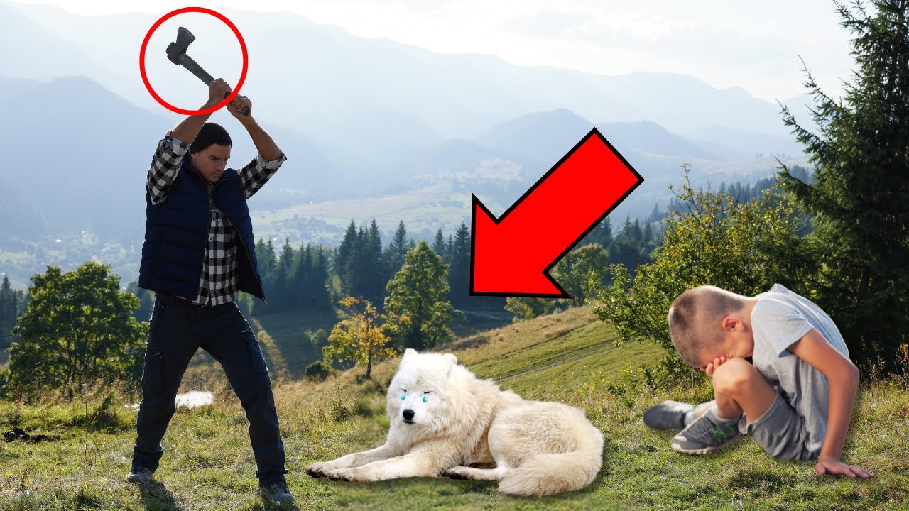 Abuelo decide sacrificar al lobo herido. PERO APARECE SU NIETO Y SUCEDE ALGO INCREÍBLE E ...