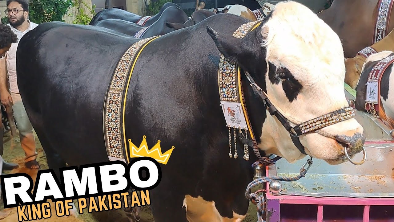 RAMBO | King of Pakistan | Sub Se Heavy Aur Pyara Janwar | D Cattle ...