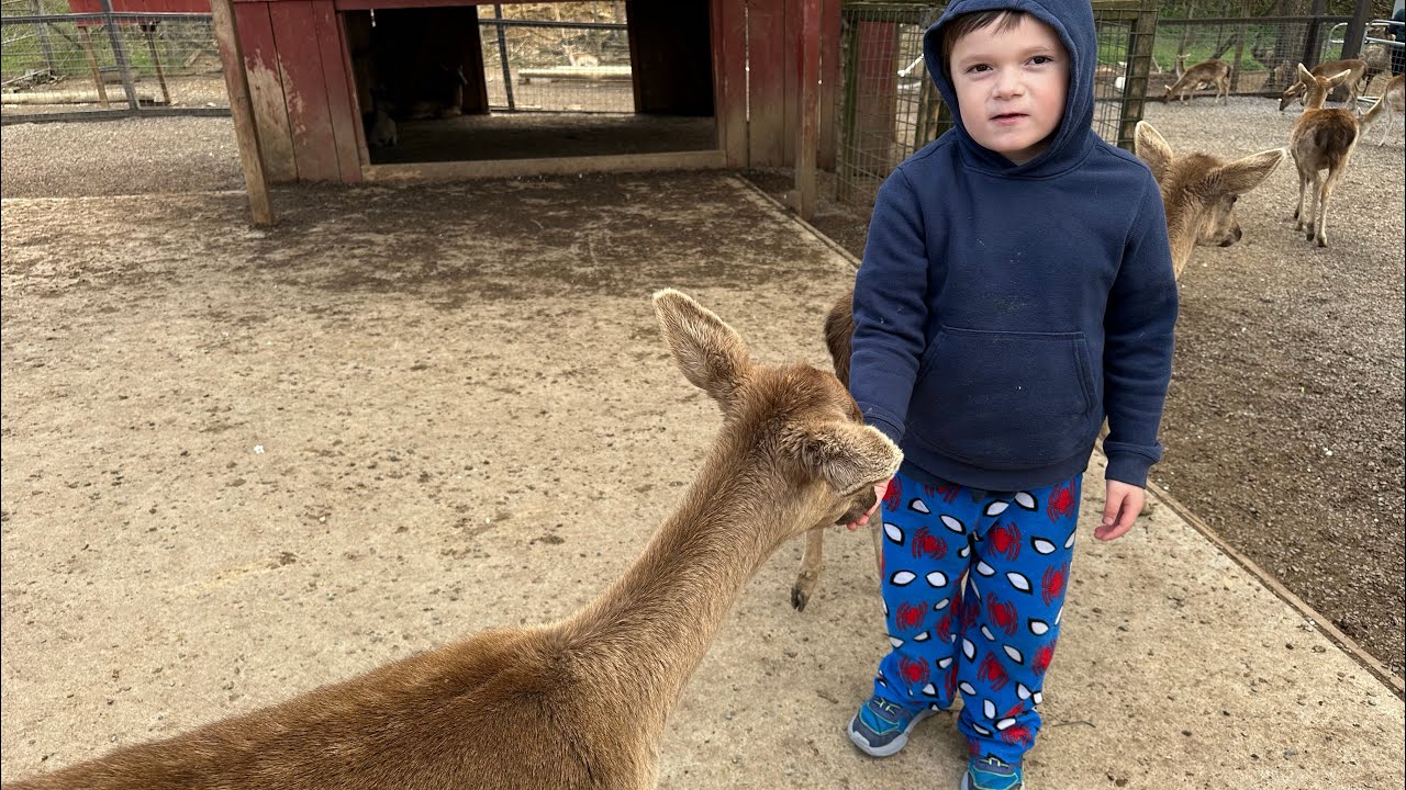 Drew feeds the deer - YouTube