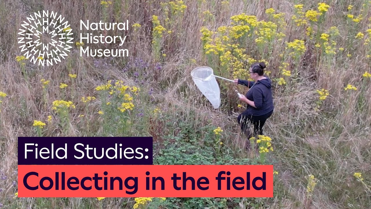 Collecting in the field: A curator's story at Knepp | Field Studies ...