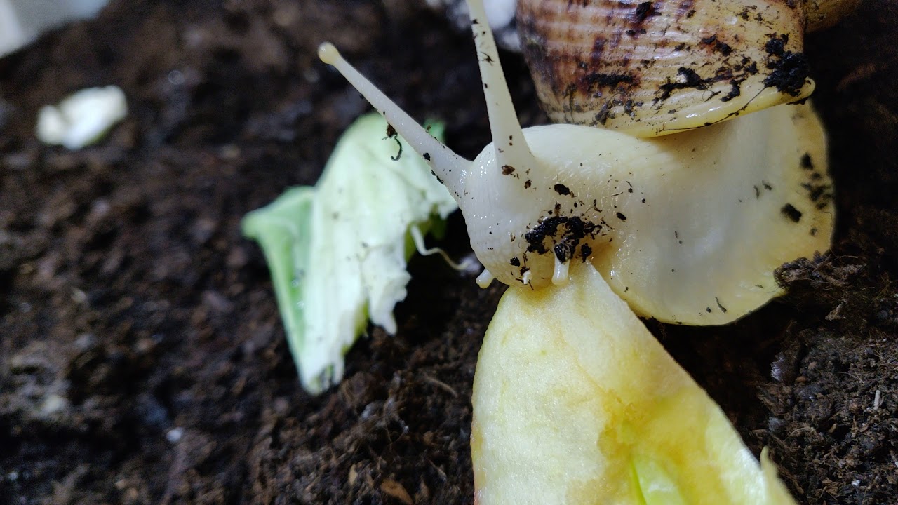 Big snail eating apple - YouTube